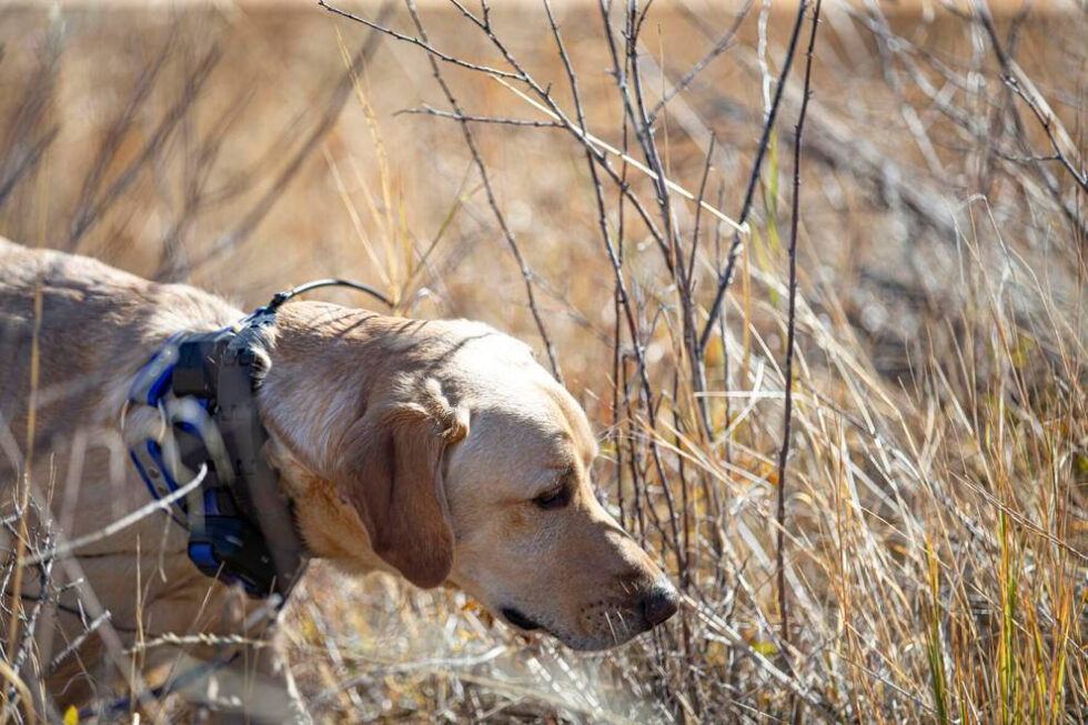 Cairn Canine Detection | Suzanne Elshult| Author, Search and Rescue ...